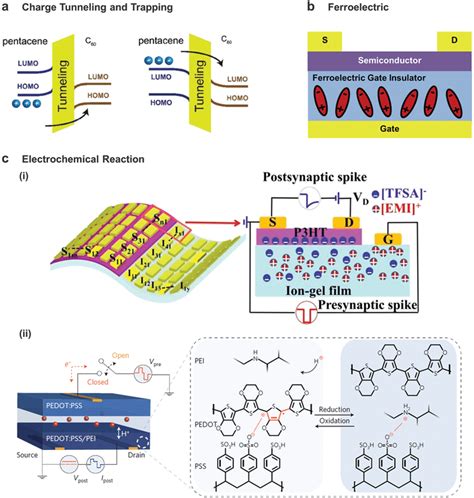 Ac Examples Of Three‐terminal Artificial Synapses With Working Download Scientific Diagram