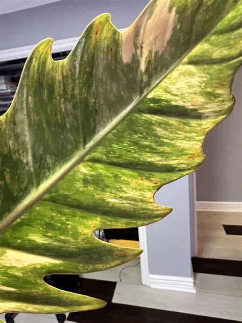 Is This Rust Fungus R Plantclinic