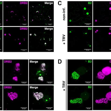A Thaliana Double Stranded Rna Binding Proteins Localize At Trv Download Scientific Diagram