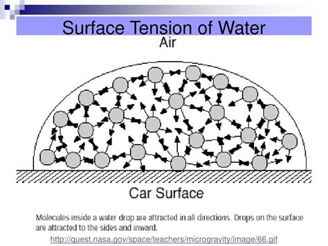 Water Surface Tension Explained At Ardella Reese Blog