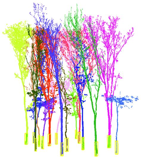 Trunk Detection Results Based On Improved Dbscan Download Scientific