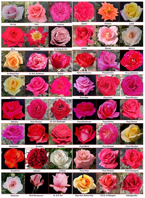 Types Of Rose Flowers Infoupdate Org