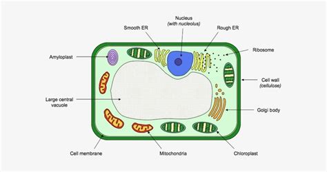 Cross Section Of Cell