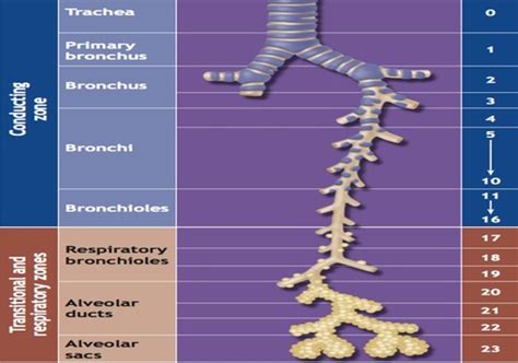 Ex Phys Block 4 Flashcards Quizlet