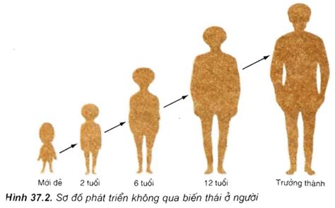 Bài 37 Sinh trưởng và phát triển ở động vật Lương Văn Hiếu
