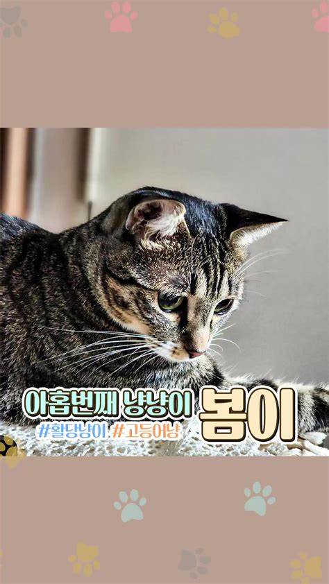 🐱 우리집 냥냥이를 소개합니다 🐱 Mbti 유형 E가 확실한 고등어 냥이 봄이🤎 호기심 많고 활달한 냥이 그 자체😆 그에 맞게 낚싯대 놀이와 공놀이를 좋아한다고~😁 활발한