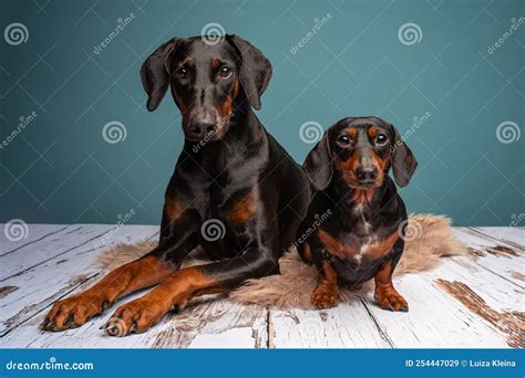 Dachshund Doberman Color