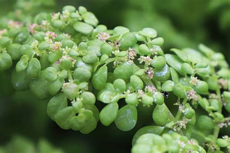 Artillery Plant Benefits