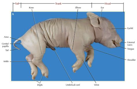 External Anatomy Diagram Quizlet