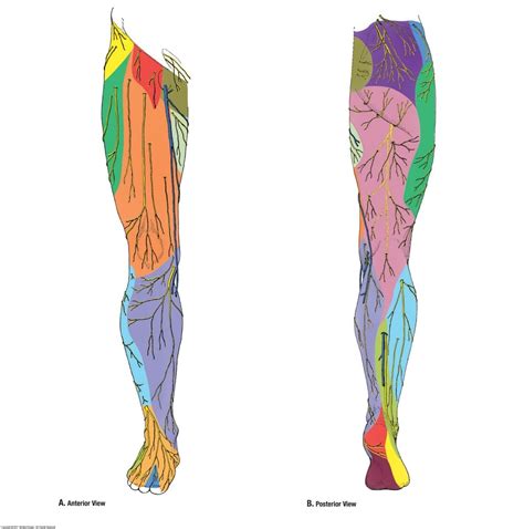 Cutaneous Nerve Map Diagram Quizlet