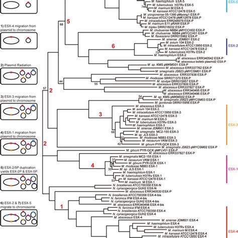 Esx Plasmid Mediated Duplication And Migration To The Chromosome A