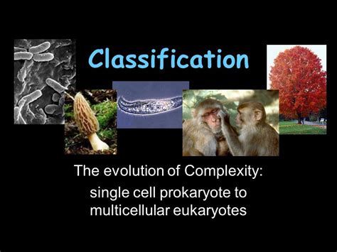 Classification The Evolution Of Complexity Single Cell Prokaryote To