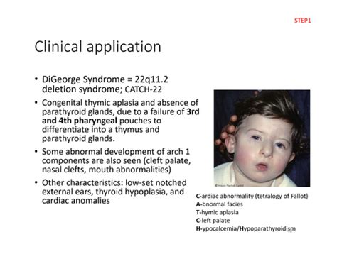 Primary Immunodeficiency Flashcards Quizlet