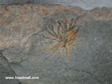 Trilobite And Algae Fossils