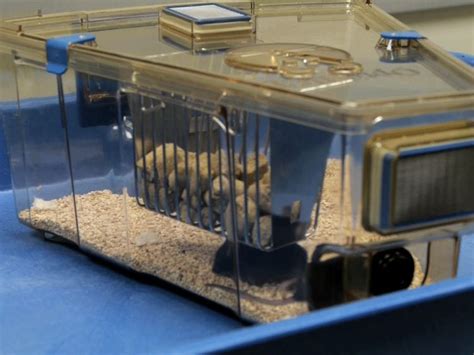 Video Behavioral And Locomotor Measurements Using An Open Field Activity Monitoring System For