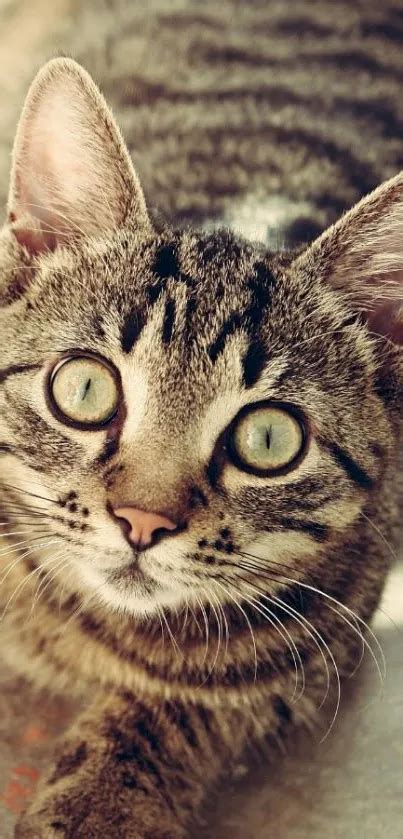 Adorable Tabby Cat Wallpaper - free download