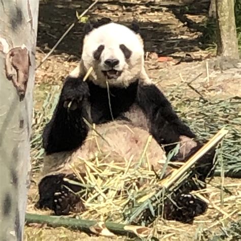 成都の観光スポットまとめ。お買い物や歴史散策など目的別スポットも。 ハコおんな