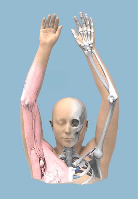 CT Scan Squid Ink Illustration