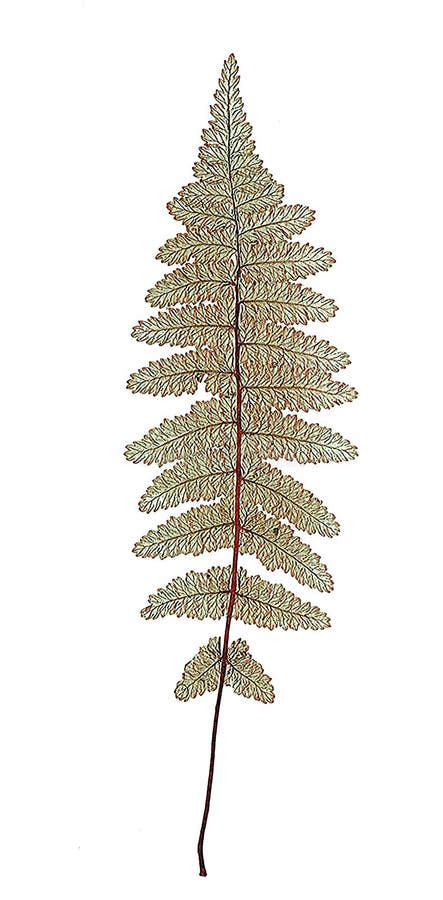 Fern Herb Withered Leaf Stock Illustration Illustration Of Leaf