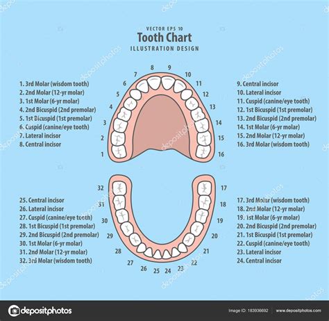 Deciphering The Smile A Complete Information To Tooth Title Charts And