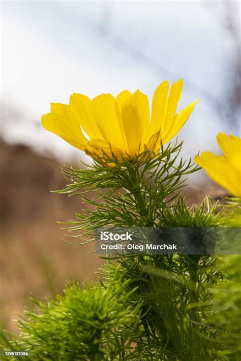 Adonis Vernalis는 스핑 가든에있는 다년생 꽃 피는 식물입니다 Adonis Vernalis는 약용 식물입니다 자연 배경의 노란색 아도니스 꽃 0명에 대한 스톡