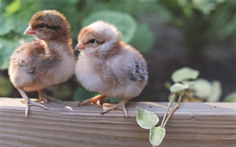 Bielefelder New Breed For 2019 Murray Mcmurray Hatchery Blog