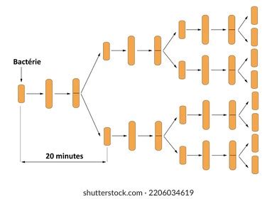 Bacterial Binary Fission Process That Bacteria Stock Illustration Shutterstock
