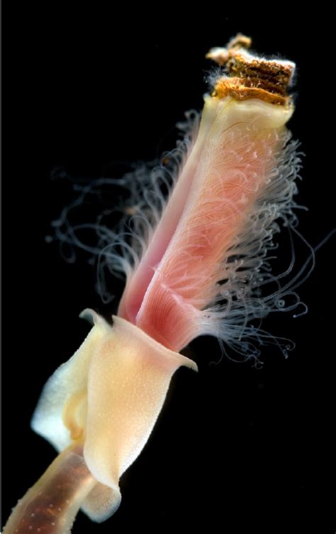 The Phylogenetic Position Of Siboglinids Red Lighter Coloured