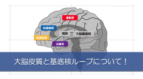 前頭前野ループ 大脳基底核ループ わかりやすく Bwdygg