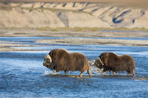 Musk Ox Calf