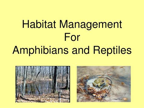 Ppt Habitat Management For Amphibians And Reptiles Powerpoint Presentation Id15217
