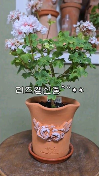 뿌리 나누기가 가장 쉬웠어요~ Youtube