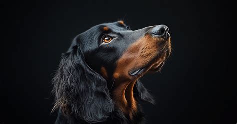 Razas De Perros Características Y Necesidades Del Setter Escocés Infobae