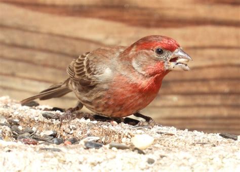 Birds Of Southern California Birds Of Southern California
