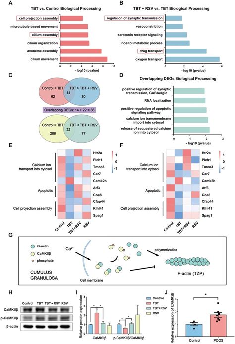 Rna Seq Analysis Of Ovarian Tissue Revealed Overlapping Gene Expression