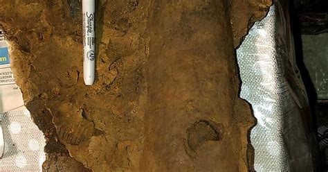 Giant Straight Shelled Orthocone Nautiloid Album On Imgur