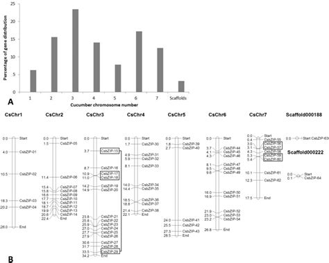 A Percentage Of Bzip Genes On Each Cucumber Chromosome To Show Their Download Scientific