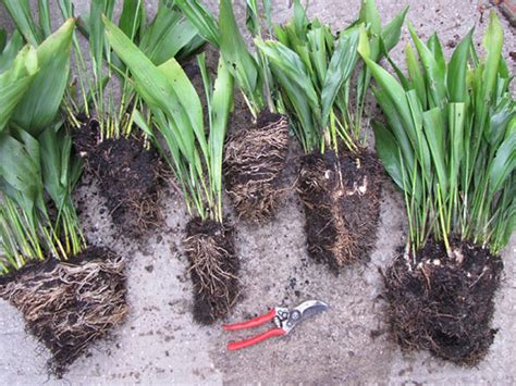 شرایط نگهداری از گل برگ عبایی در منزل و نحوه تکثیر آن ستاره