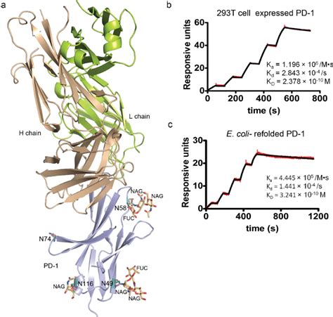 Glycan Modifications Of Pd 1 And Glycosylation Independent Binding Of Download Scientific