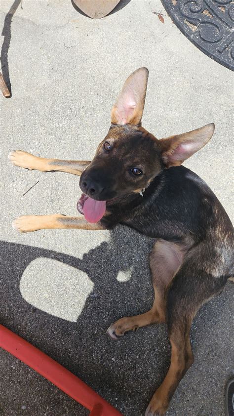 My Gsd Mix Puppy Rgermanshepherds