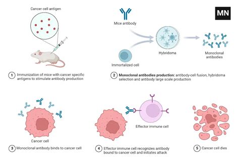 Monoclonal Antibodies Definition Types Production Side Effect Applications Biology Notes