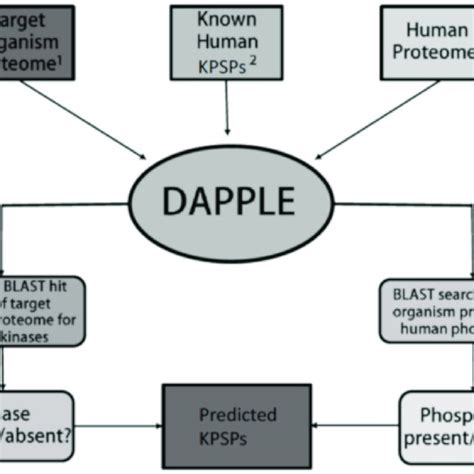 Methodology Flowchart Information Input From Databases Of The Target