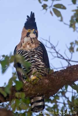 Booted Eagles Introduction