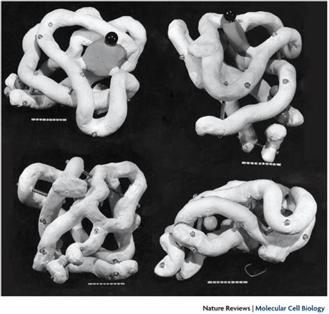 Three Dimensional Structure Of Myoglobin The Low Resolution Structure Download Scientific