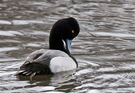 Lesser Scaup Key Identification Habitat And Migration Information