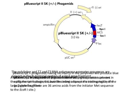 bac vector at collection of bac vector free for