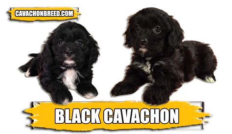 Cavachon Size Guide Extra Small Small Medium And Large Sizes
