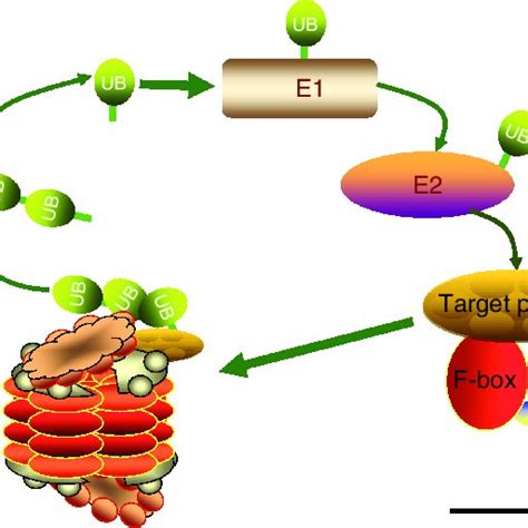 Pdf F Box Proteins In Plants