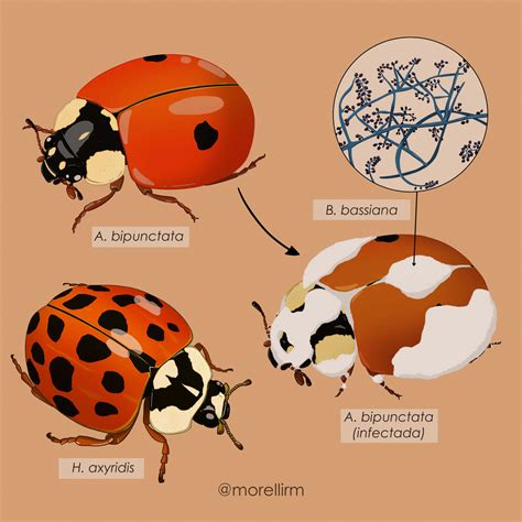 Entomological Illustration Panel By Morellirm On Deviantart