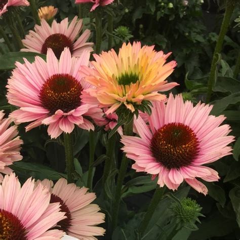 Echinacea Sunseekers Salmon Erica Garden